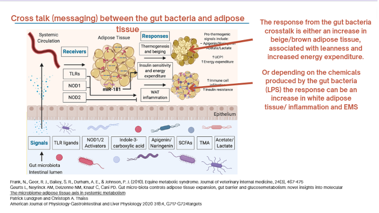 The Gut and Metabolic Syndrome in Horses | Equibiome