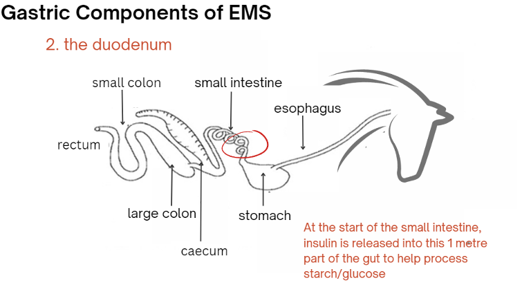 The Gut and Metabolic Syndrome in Horses | Equibiome