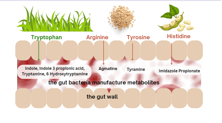 The Gut and Metabolic Syndrome in Horses | Equibiome