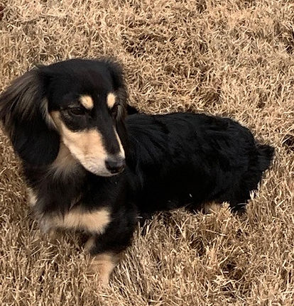 English Cream Dachshund: Our Doxies | Belle Amore Dachshunds