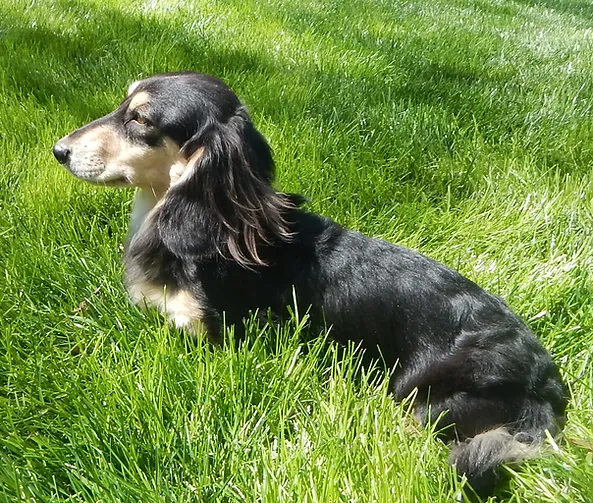 English Cream Dachshund: Our Doxies | Belle Amore Dachshunds