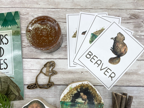 Beaver Flashcards - Laminated Words, Dam, Beavers, Kit, Flashcard ...