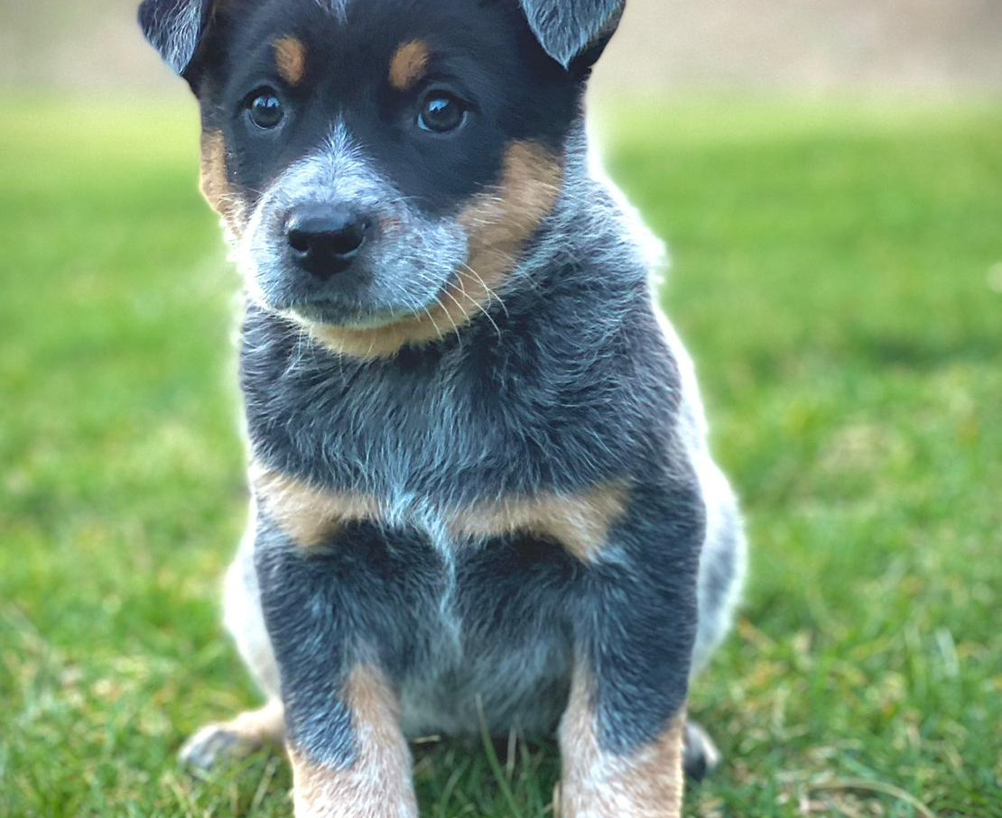 Miniature Blue Heeler Puppies for Sale in Missouri | Blue Heeler Paws