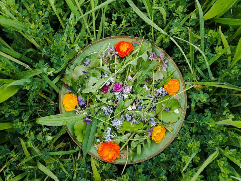 Directrices Generales Para Reconocer Y Recolectar Plantas Comestibles Y