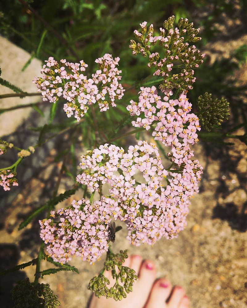 Yarrow (Achillea millefolium): A Versatile Herbal Healer for Skin, Hair ...