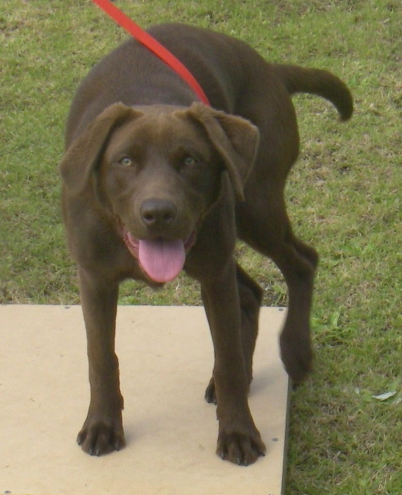 Home | coastaldogtraining