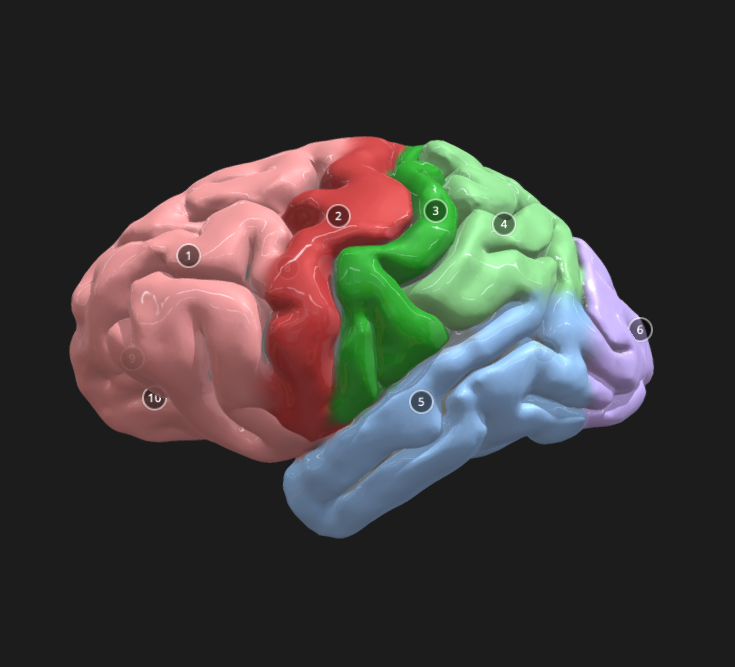 GORILLA BRAIN LABELED