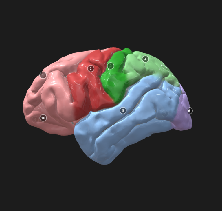 BONOBO BRAIN LABELED