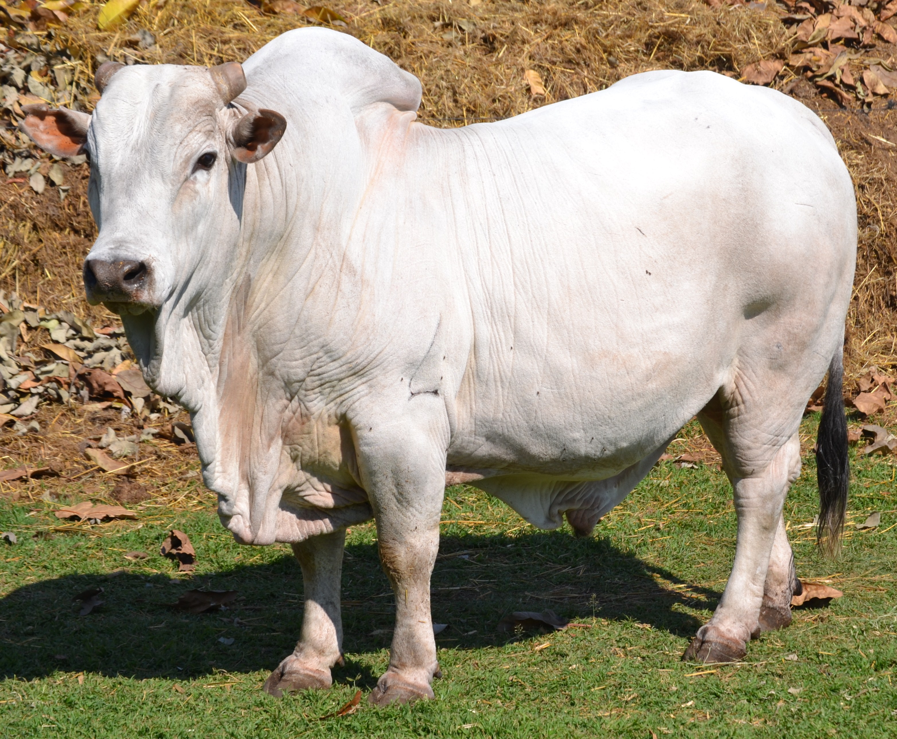 Boran Breeders Society Gallery