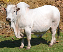 Boran Breeders Society Gallery