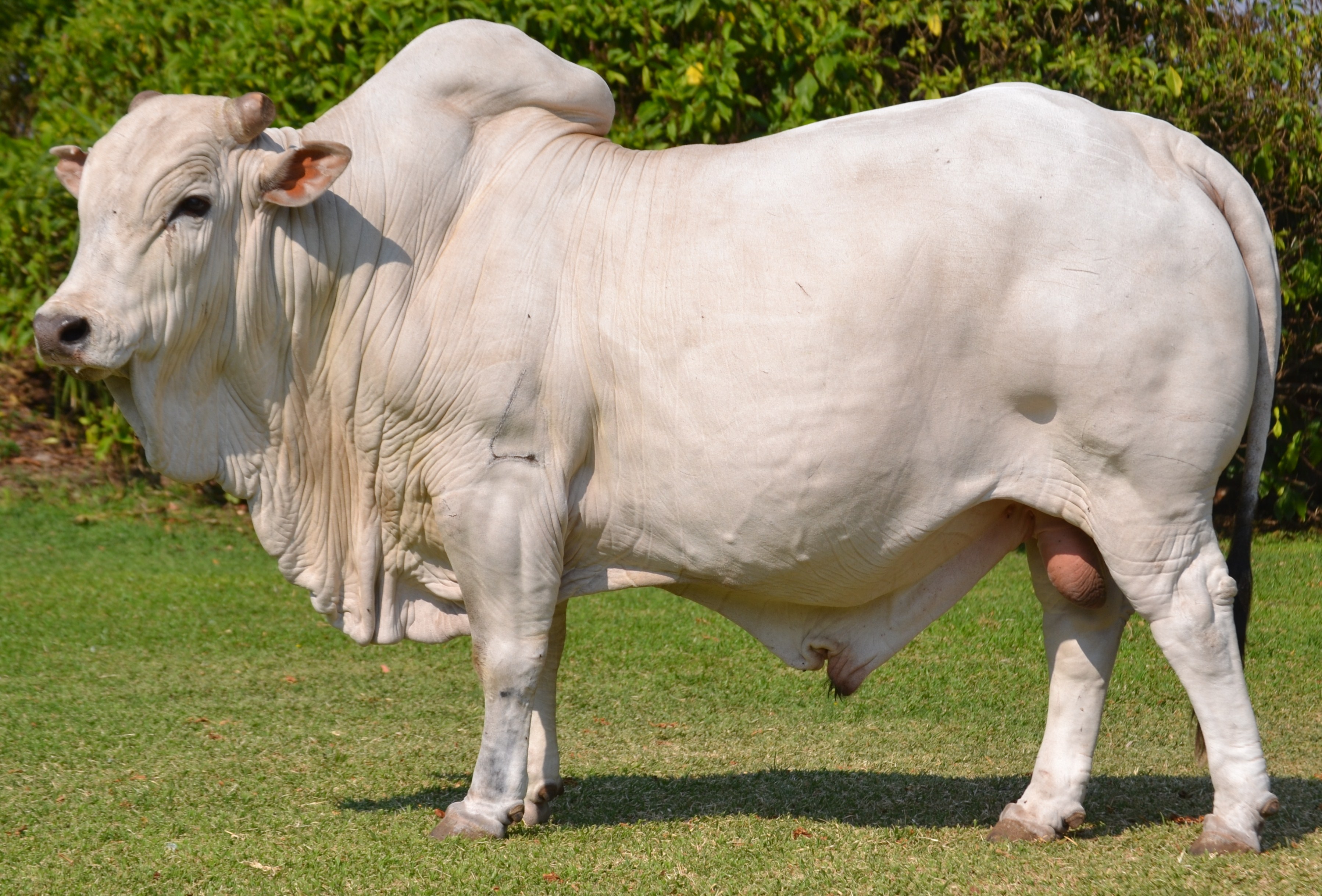 Boran Breeders Society Gallery