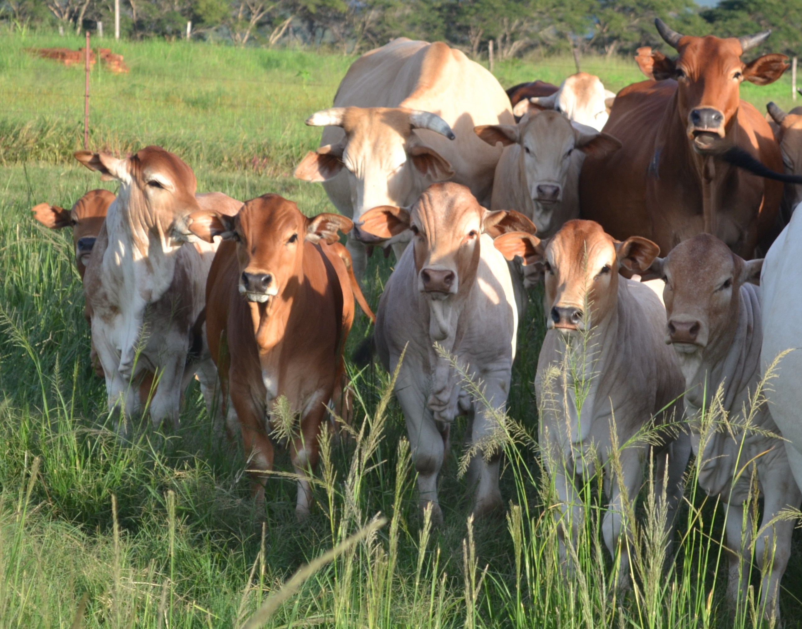 Boran Breeders Society Gallery