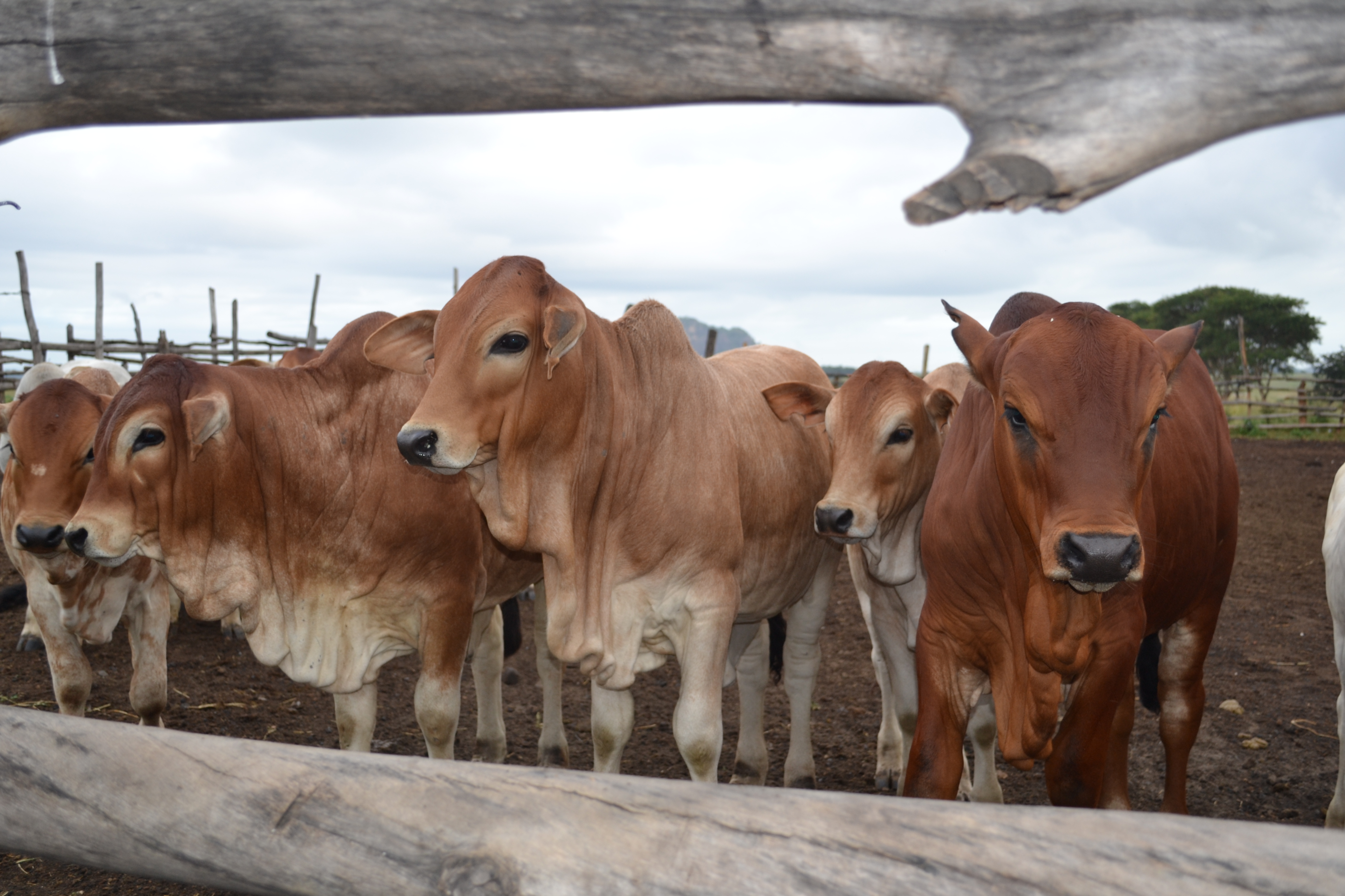 Boran Breeders Society Gallery