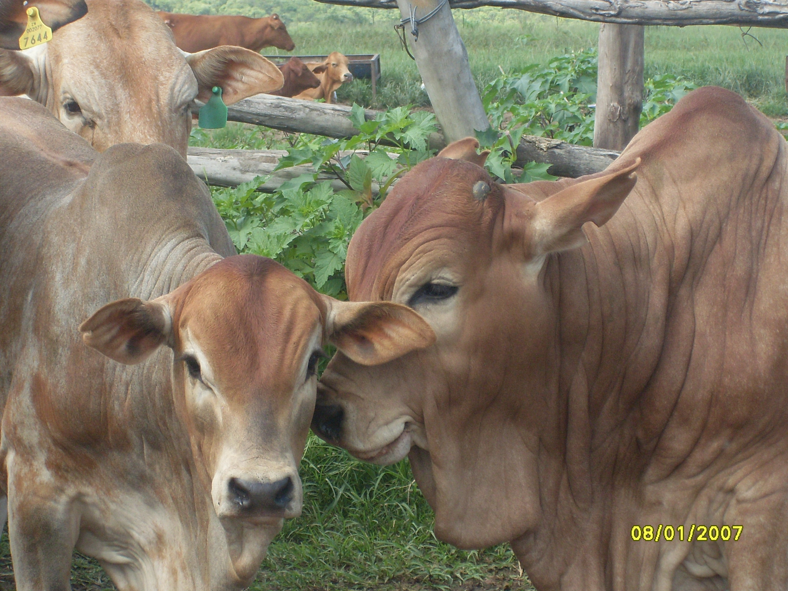 Boran Breeders Society Gallery