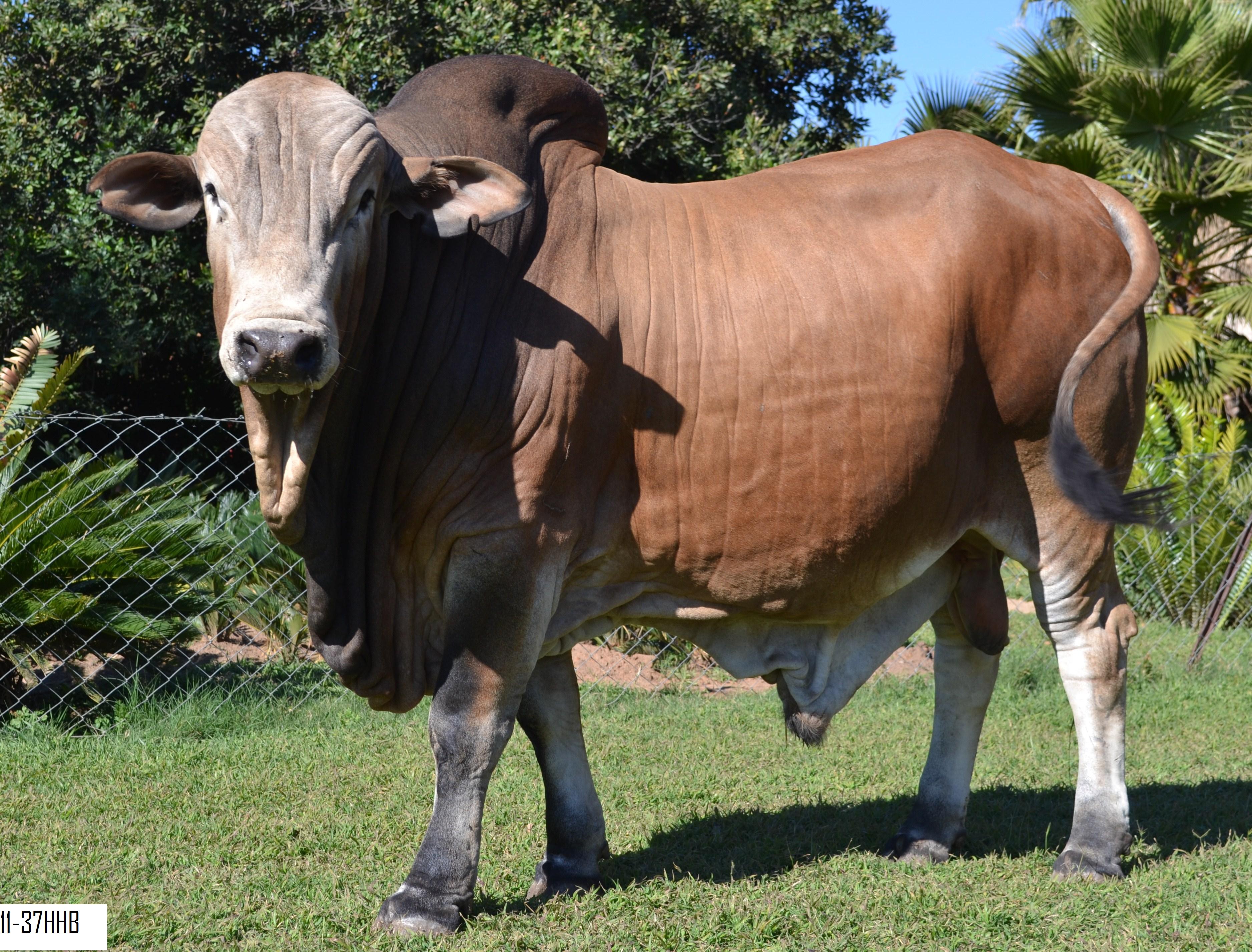 Boran Breeders Society Gallery