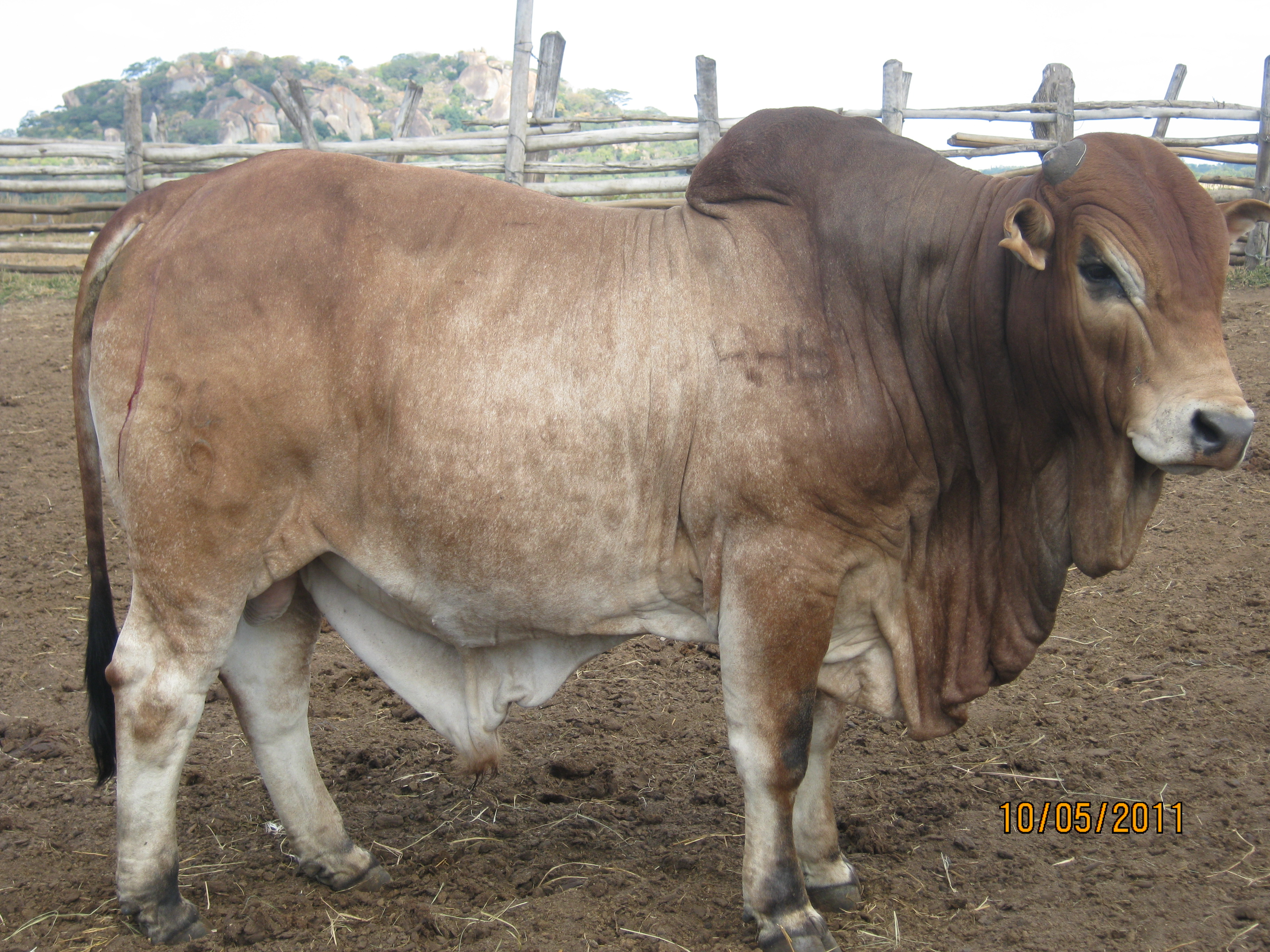 Boran Breeders Society Gallery