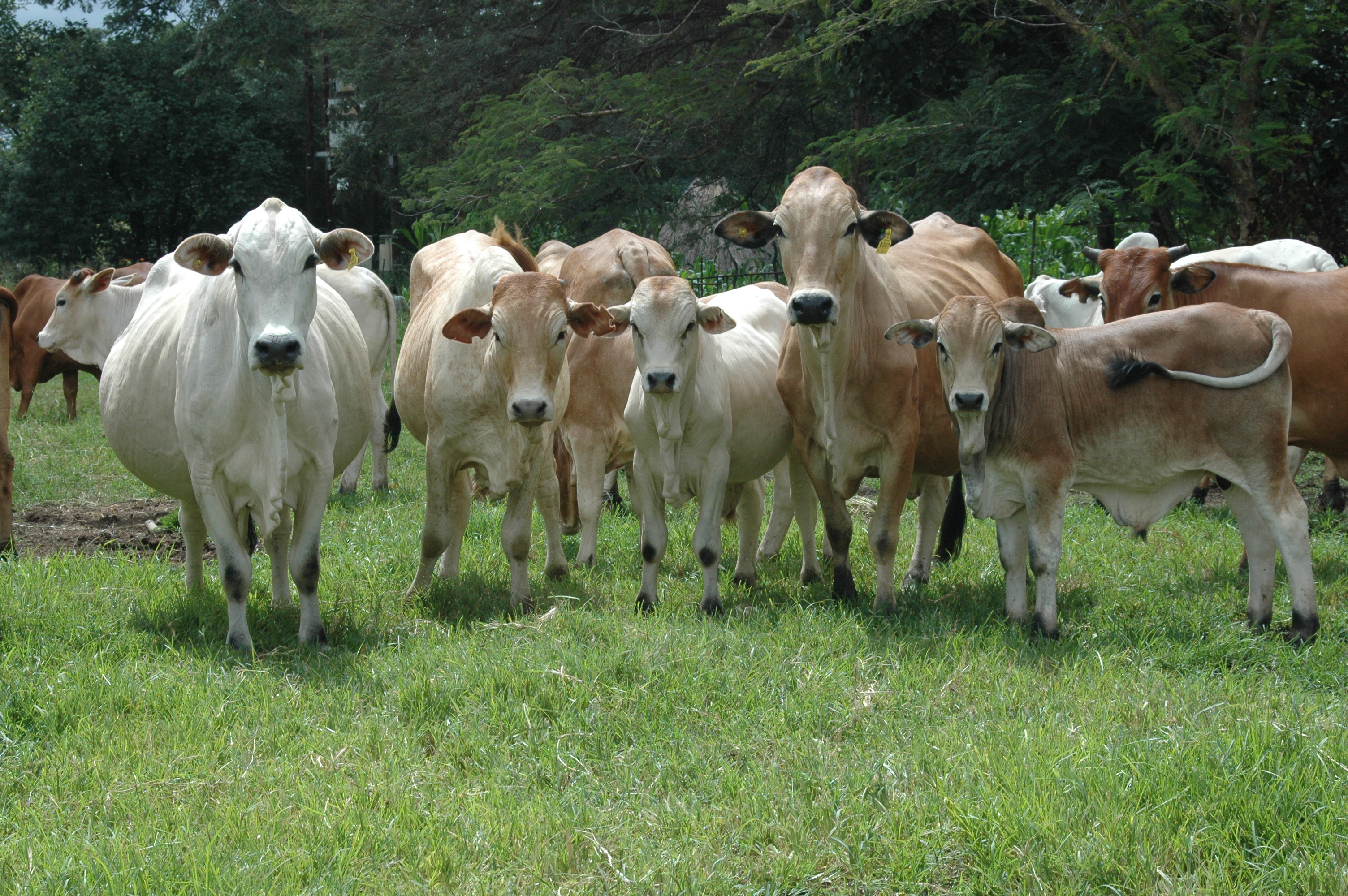 Boran Breeders Society Gallery