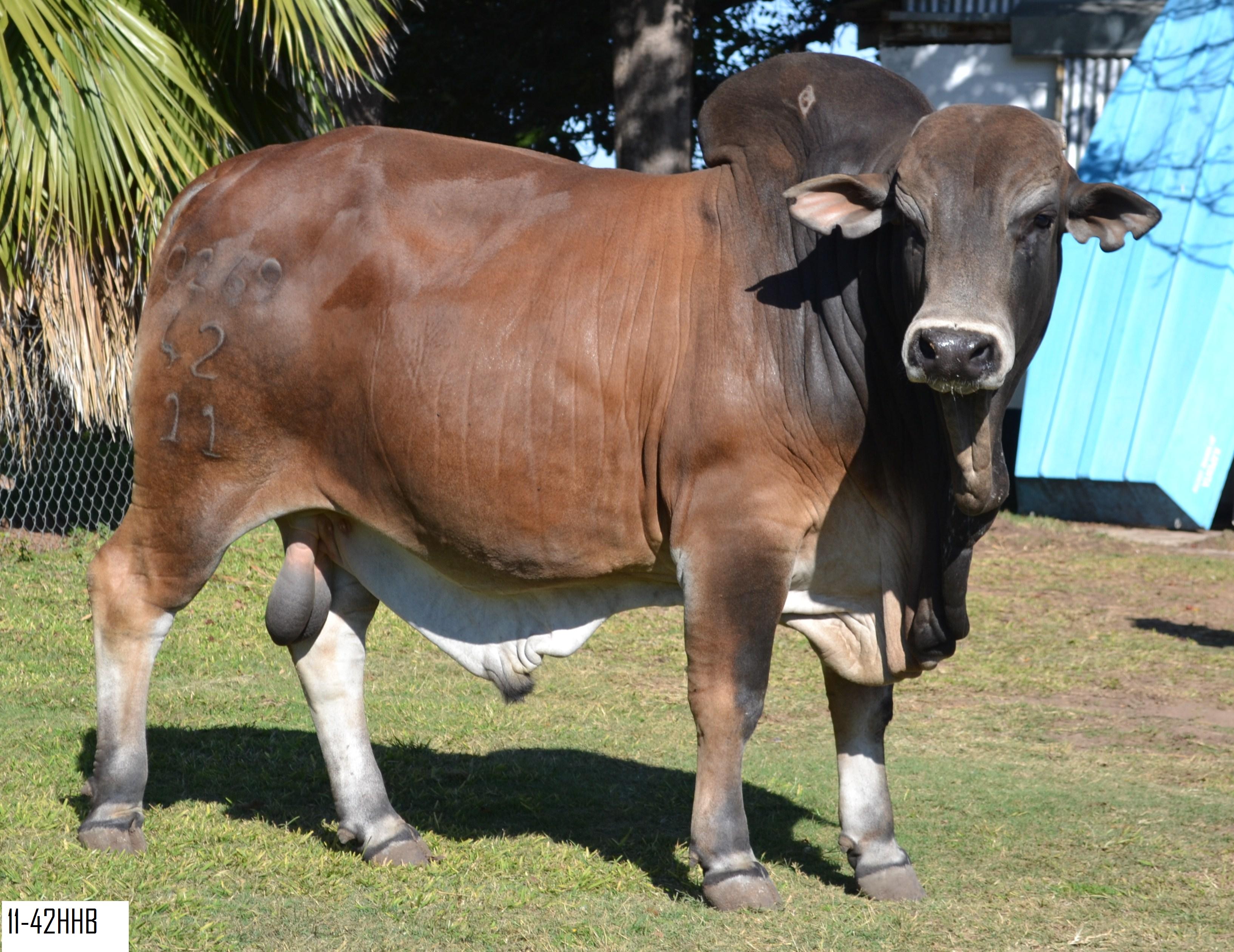 Boran Breeders Society Gallery