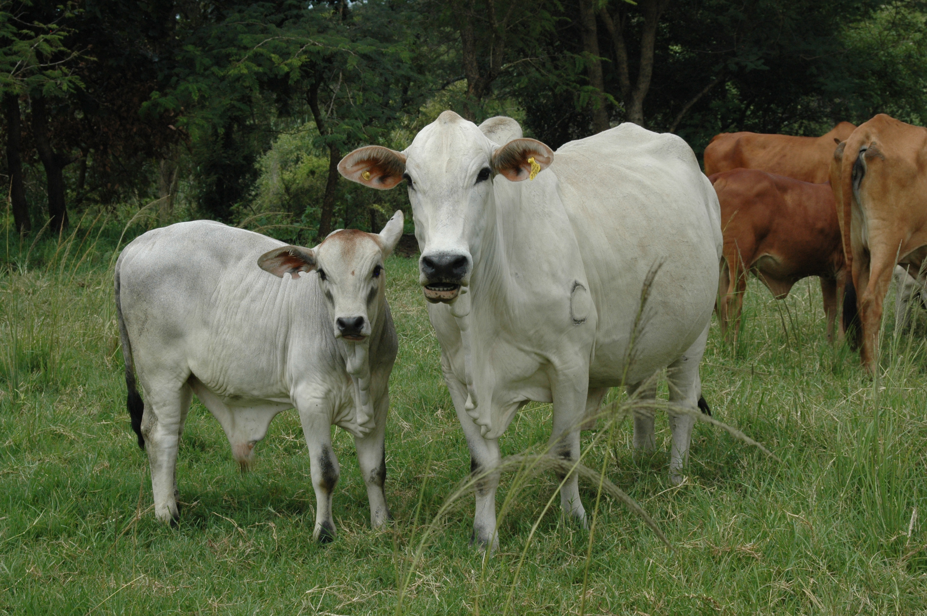 Boran Breeders Society Gallery