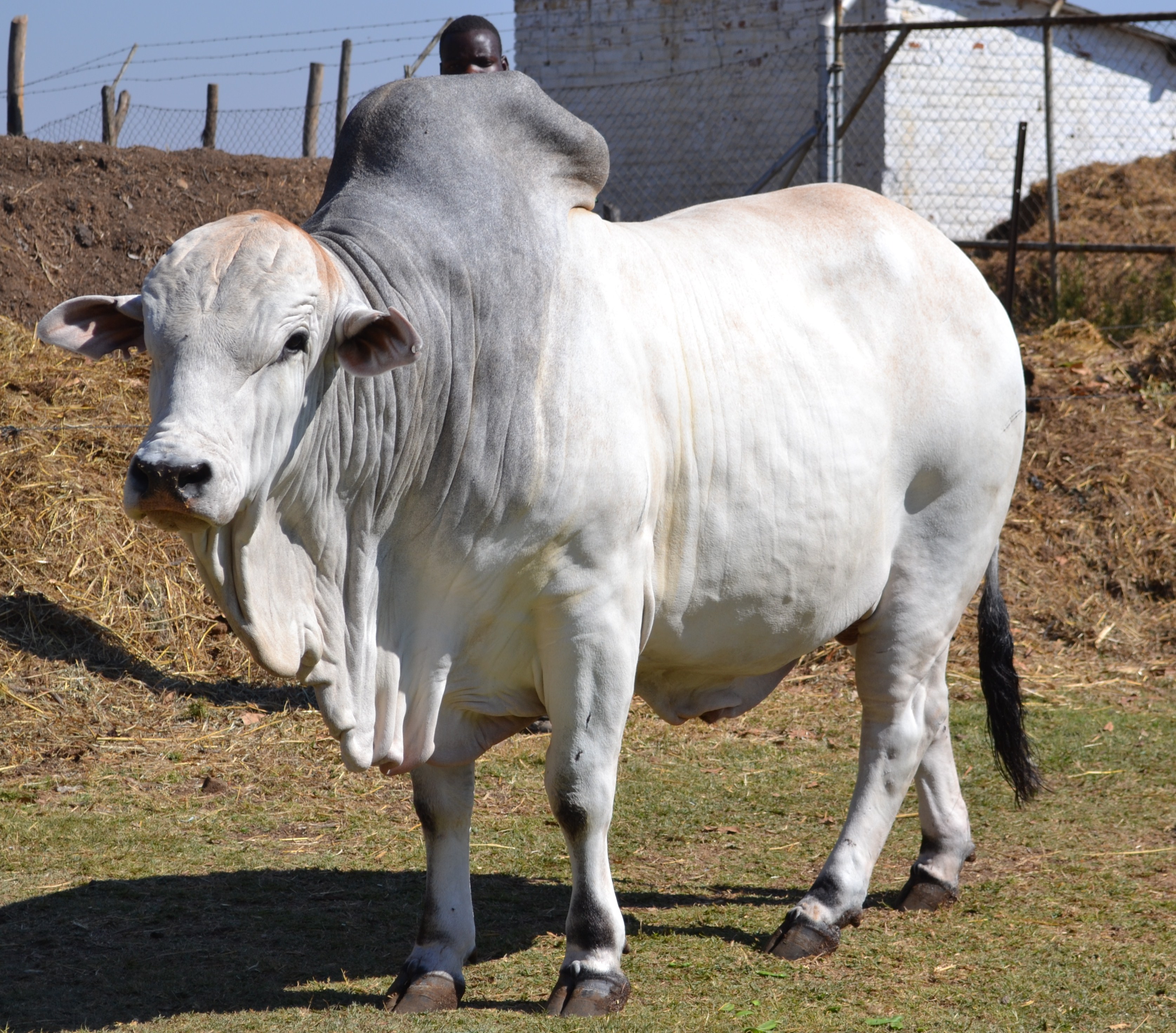 Boran Breeders Society Gallery