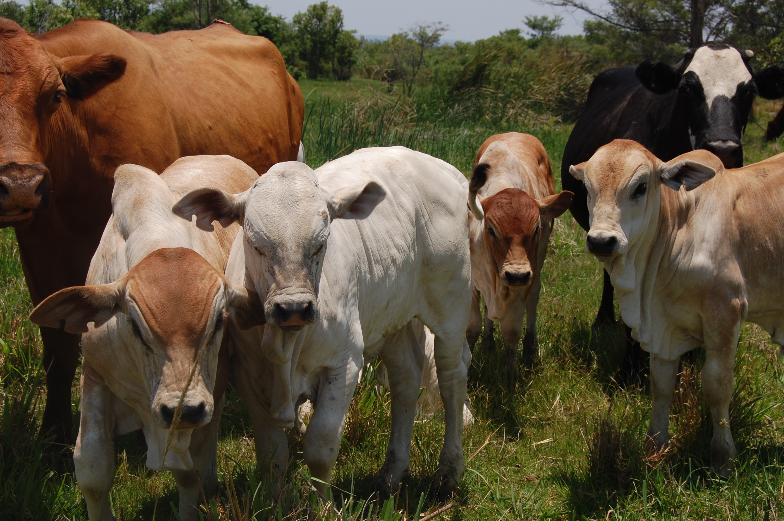 Boran Breeders Society Gallery