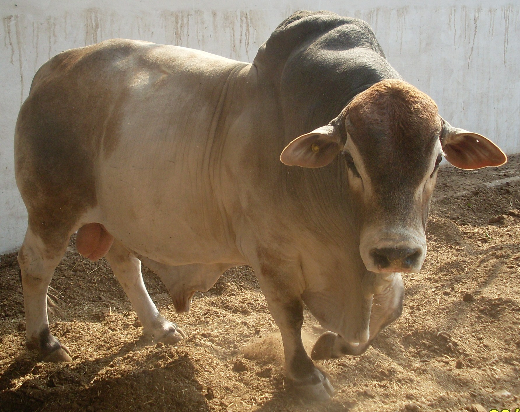 Boran Breeders Society Gallery