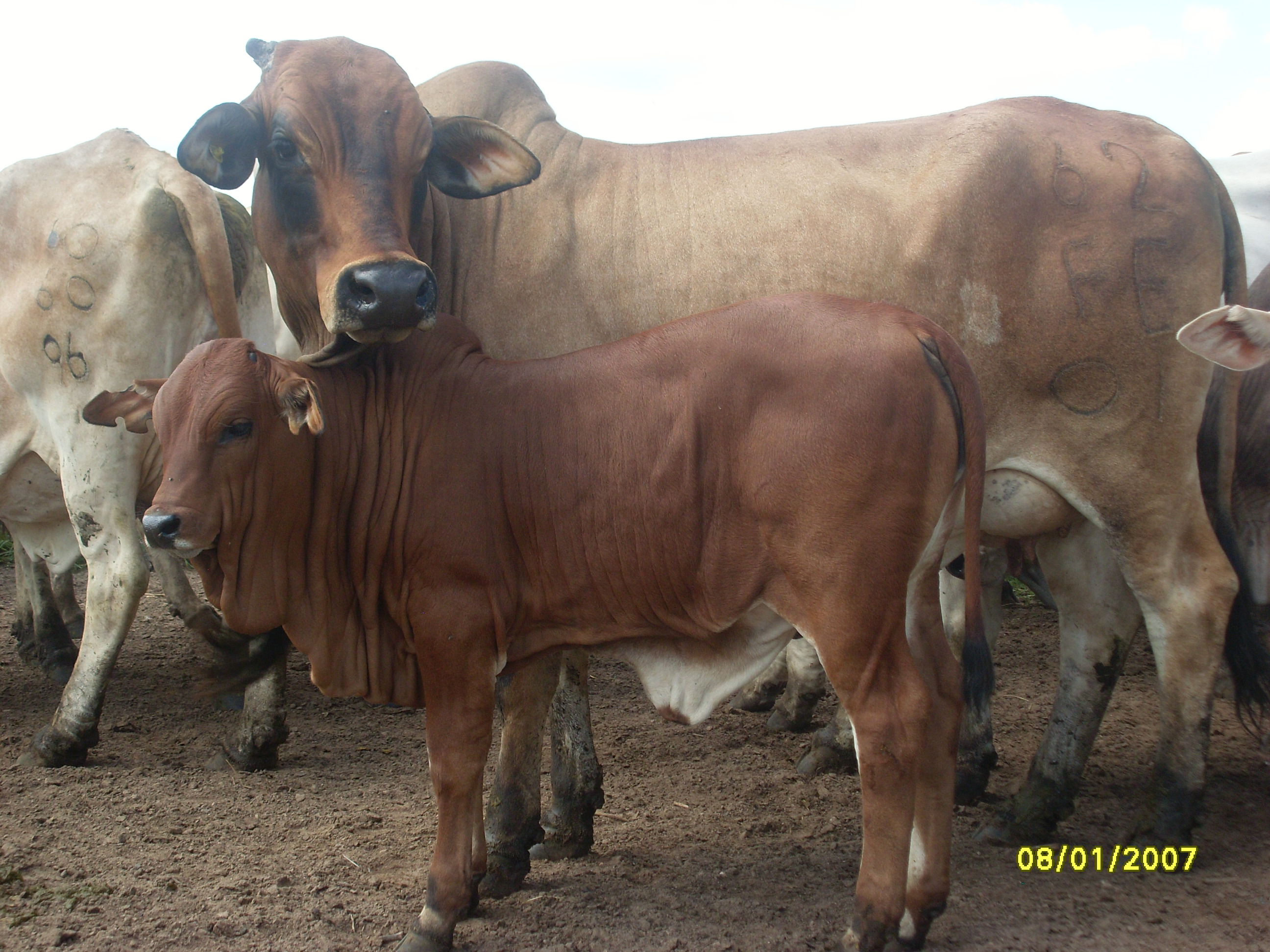 Boran Breeders Society Gallery