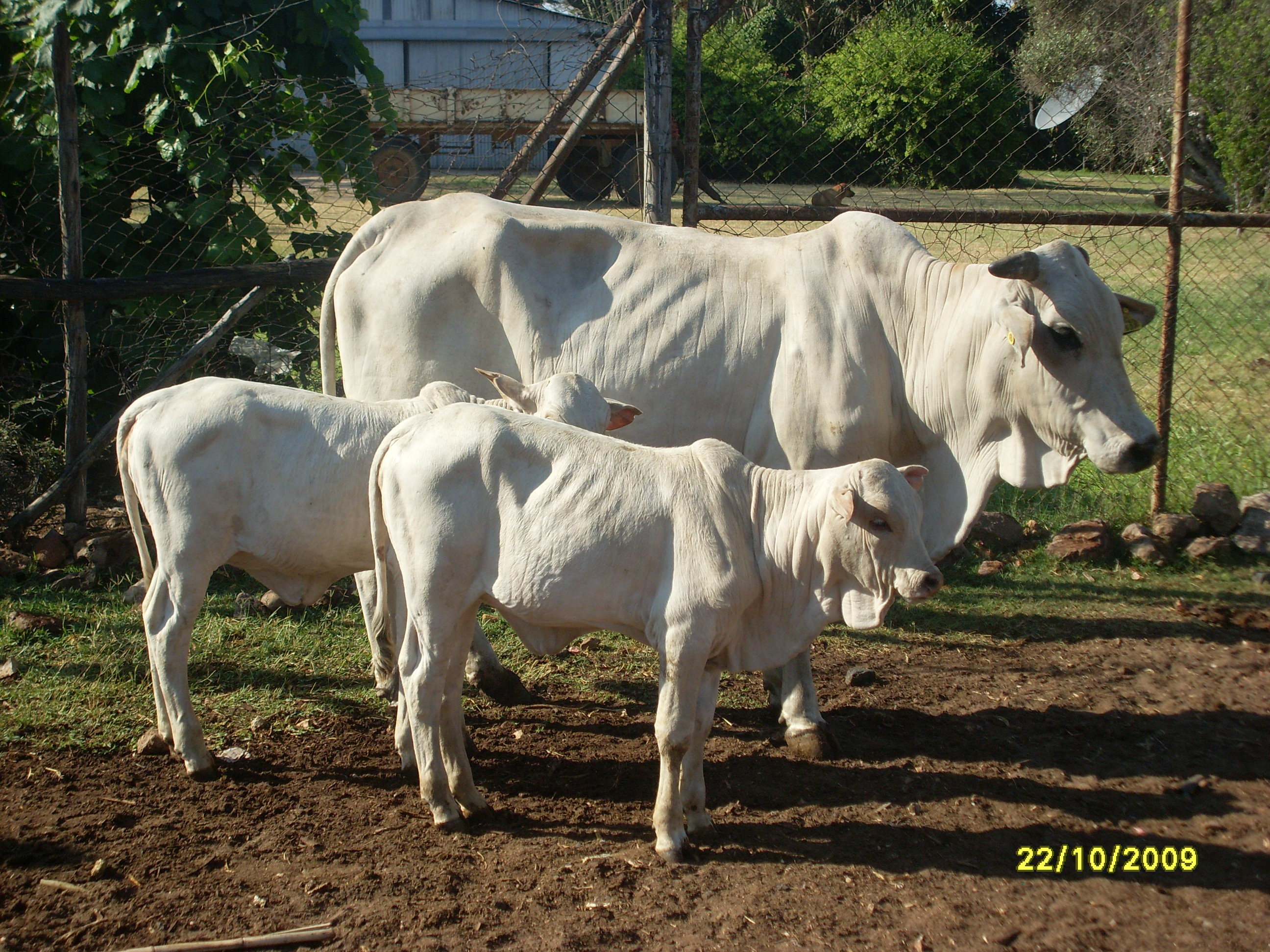 Boran Breeders Society Gallery