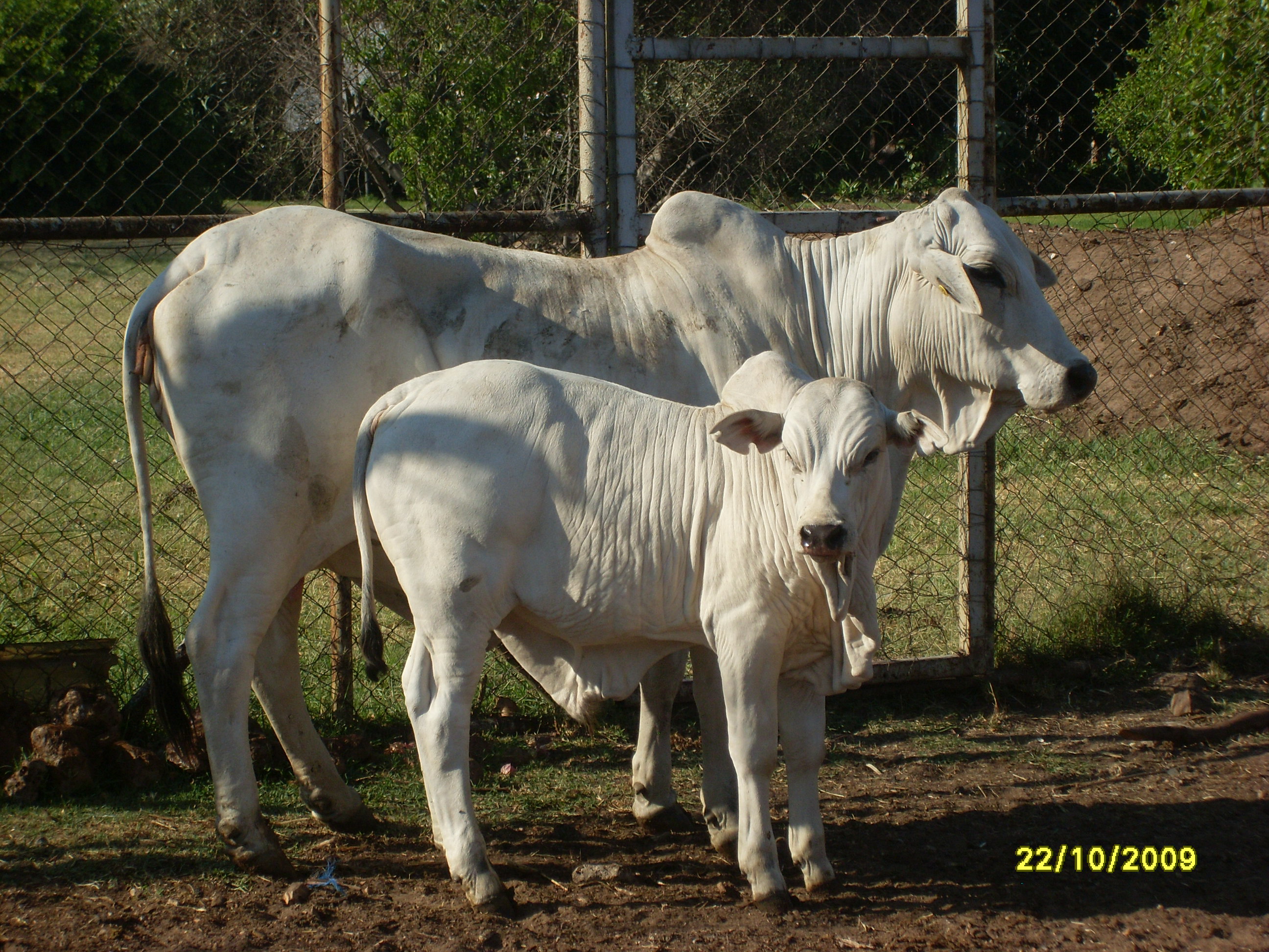 Boran Breeders Society Gallery