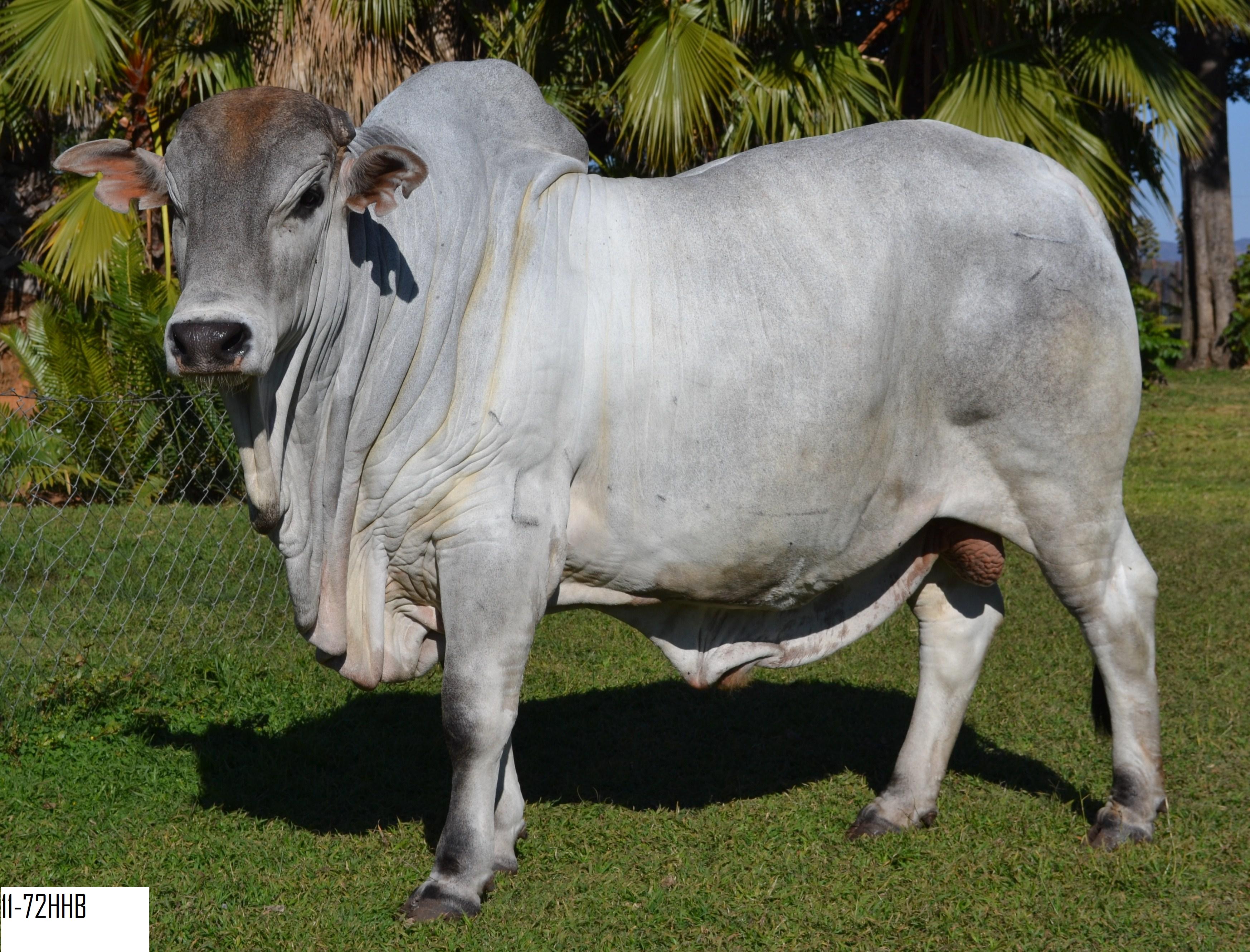 Boran Breeders Society Gallery