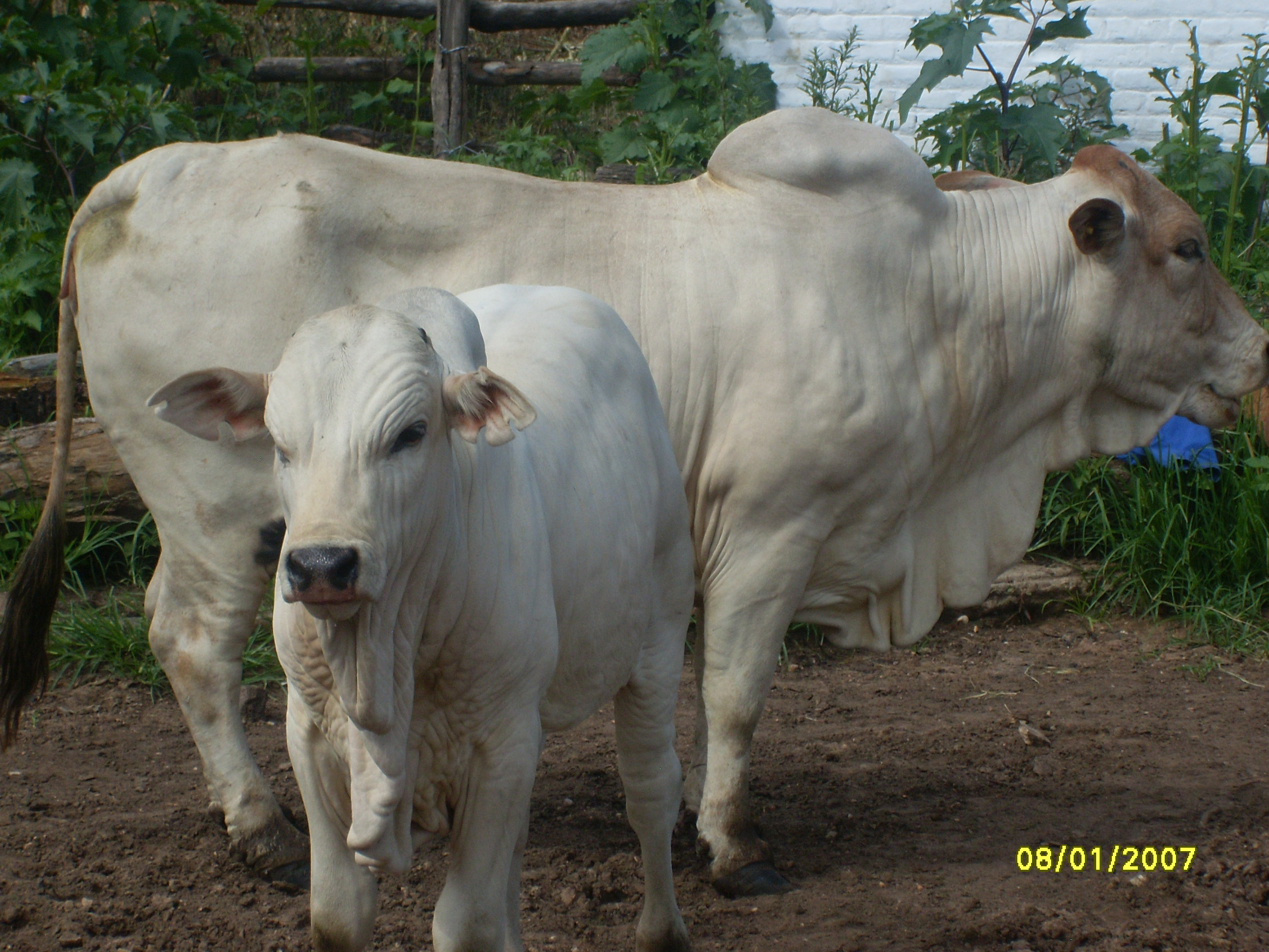 Boran Breeders Society Gallery