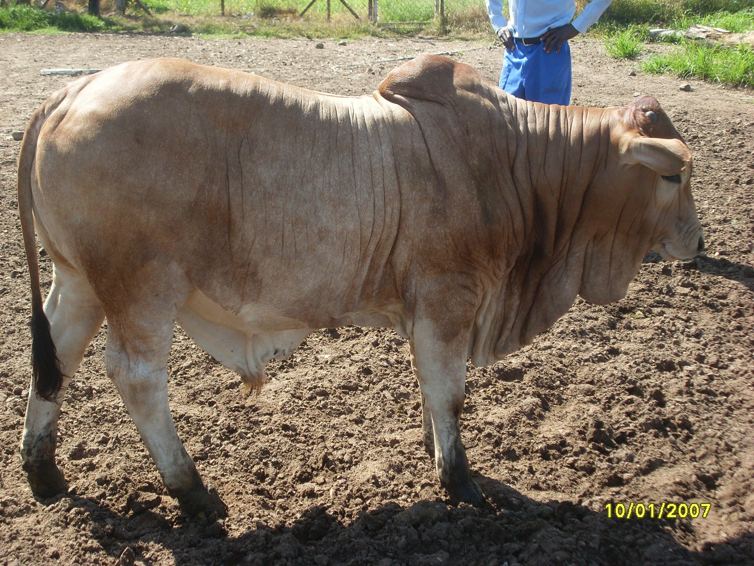 Boran Breeders Society Gallery