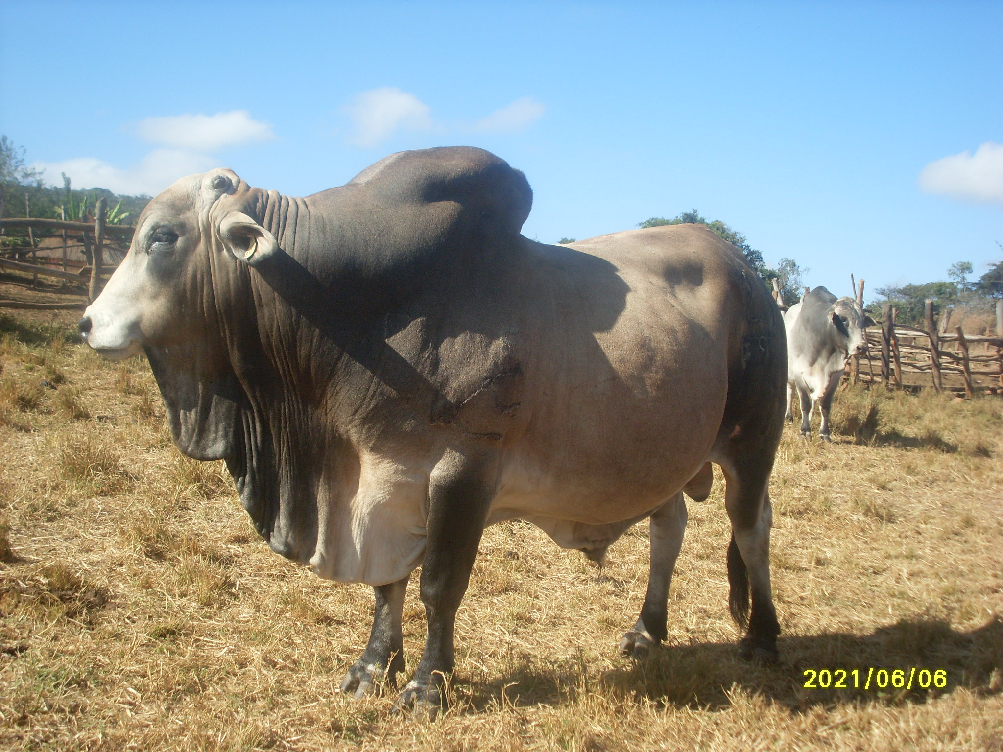 Boran Breeders Society Gallery