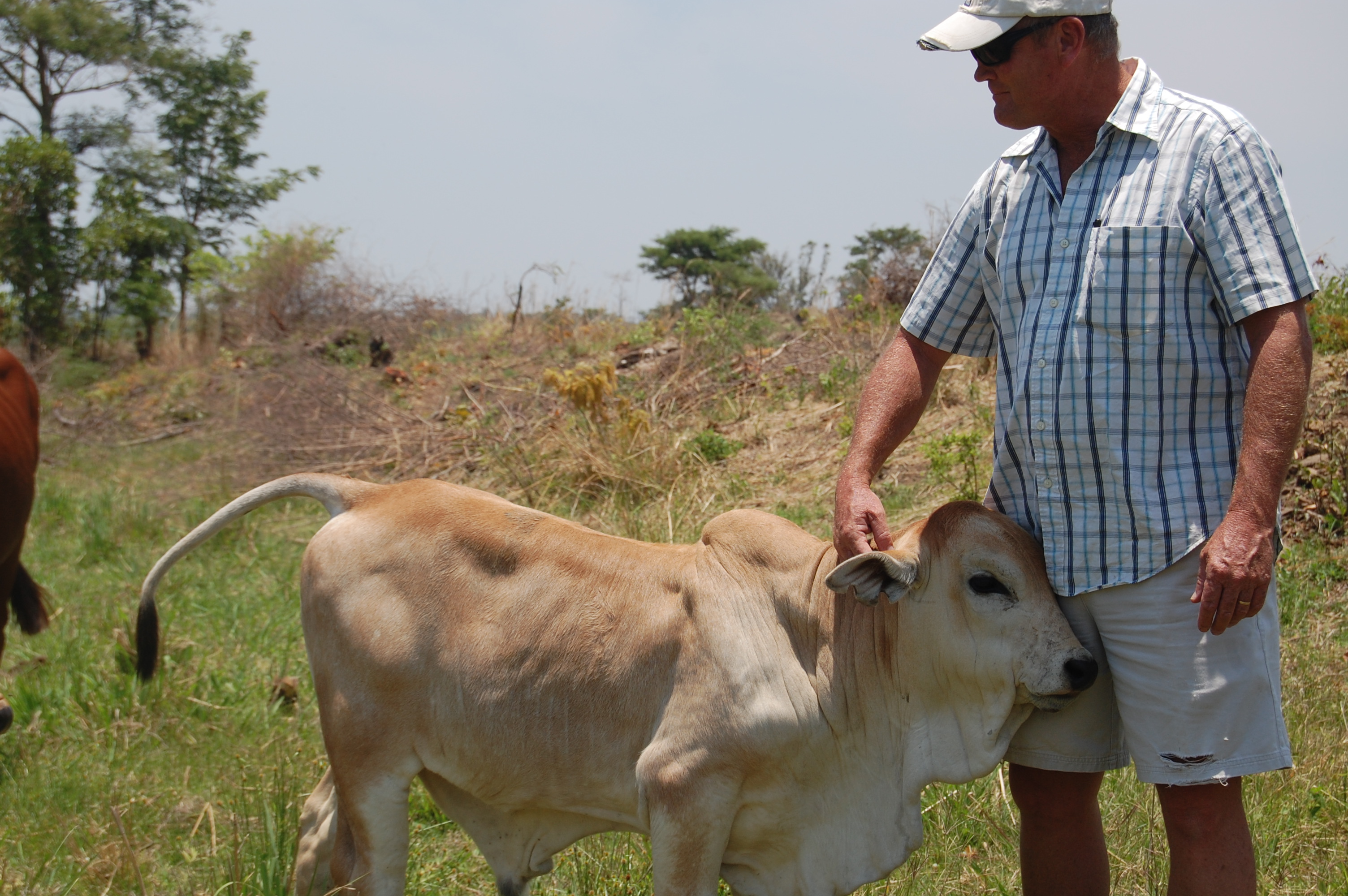 Boran Breeders Society Gallery