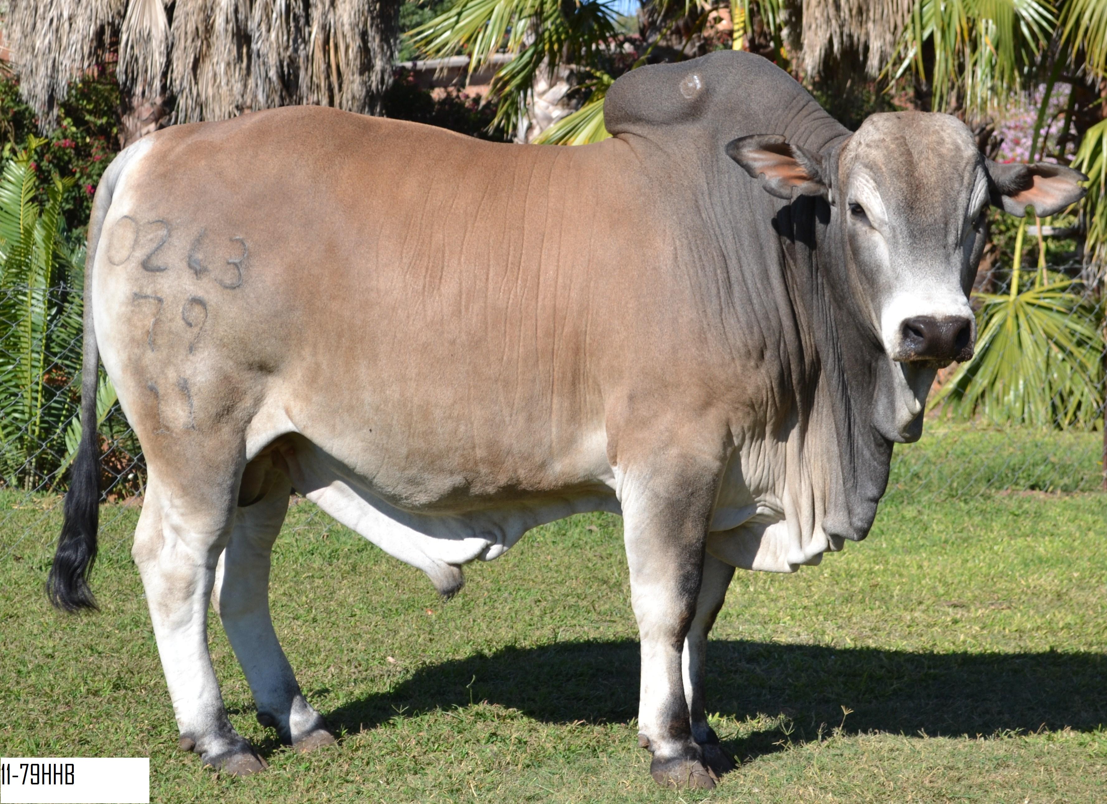 Boran Breeders Society Gallery