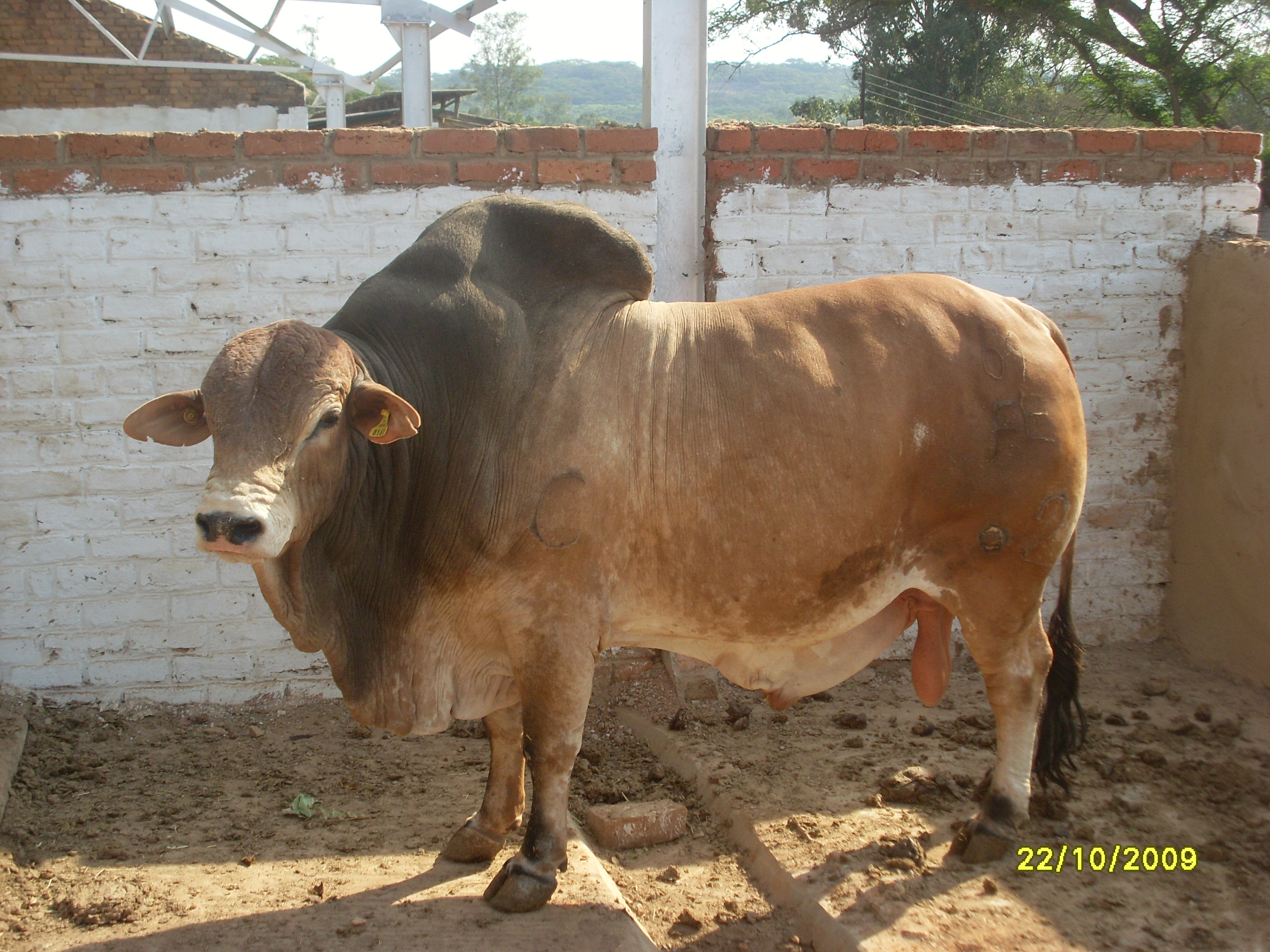 Boran Breeders Society Gallery