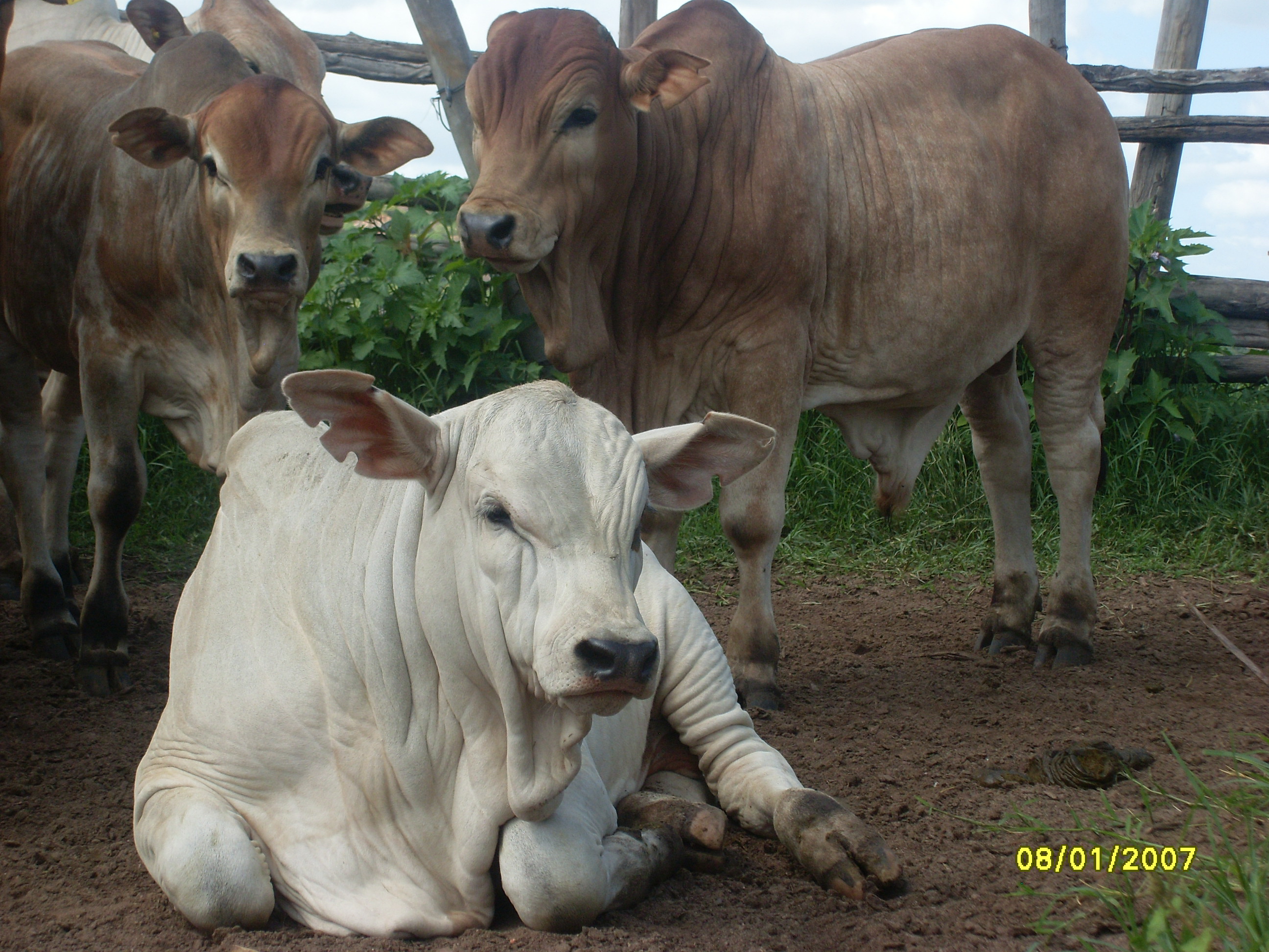 Boran Breeders Society Gallery