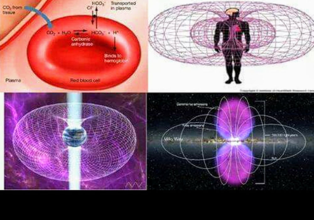 El toroide o patrón primario