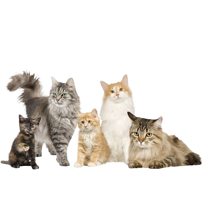 Pengobatan FIP Kucing | Basmi FIP Indonesia