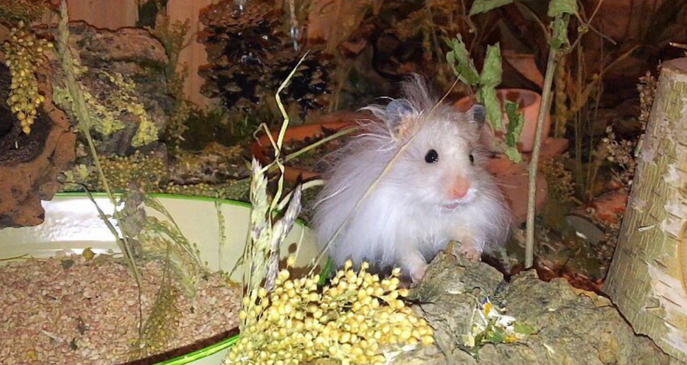 The Syrian Hamster, and Why They are the Worst Beginner Species