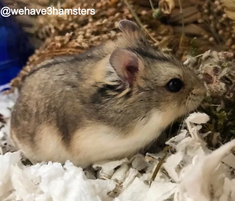 Winter White Russian Dwarf Hamster And Hamster