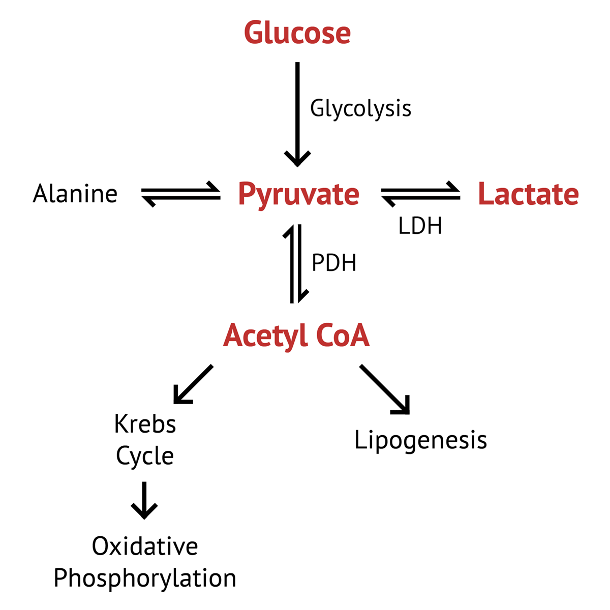 What is Lactate Threshold, or Should We Say Thresholds?