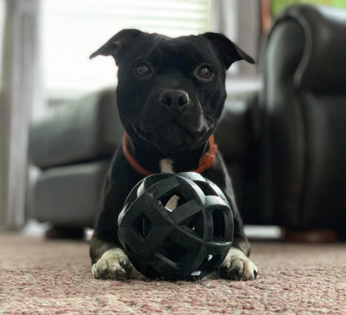 Holee Roller X | Natural Dawg