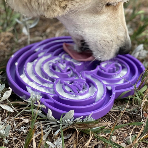 Water Frog eTray ~ Soda Pup | Natural Dawg