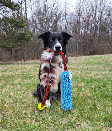 The Ultimate Tug | Natural Dawg