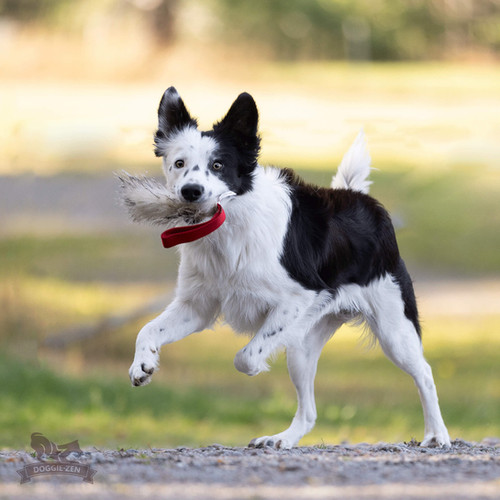 Pocket Badger Tug | Natural Dawg