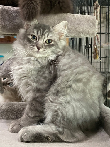 Ragamuffin - blue silver boy | Ragdoll Kittens 4U