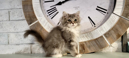 Blue Smoke Mitted Tabby | Ragdoll Kittens 4U