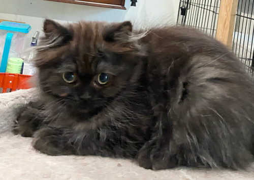 Brooklyn's Black M Ragamuffin | Ragdoll Kittens 4U