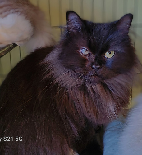 Ebonique Black Ragdoll | Ragdoll Kittens 4U